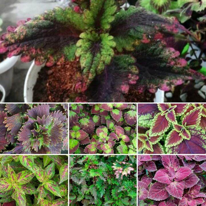 Mayana Coleus RARE Varieties Cuttings/Rooted | Lazada PH