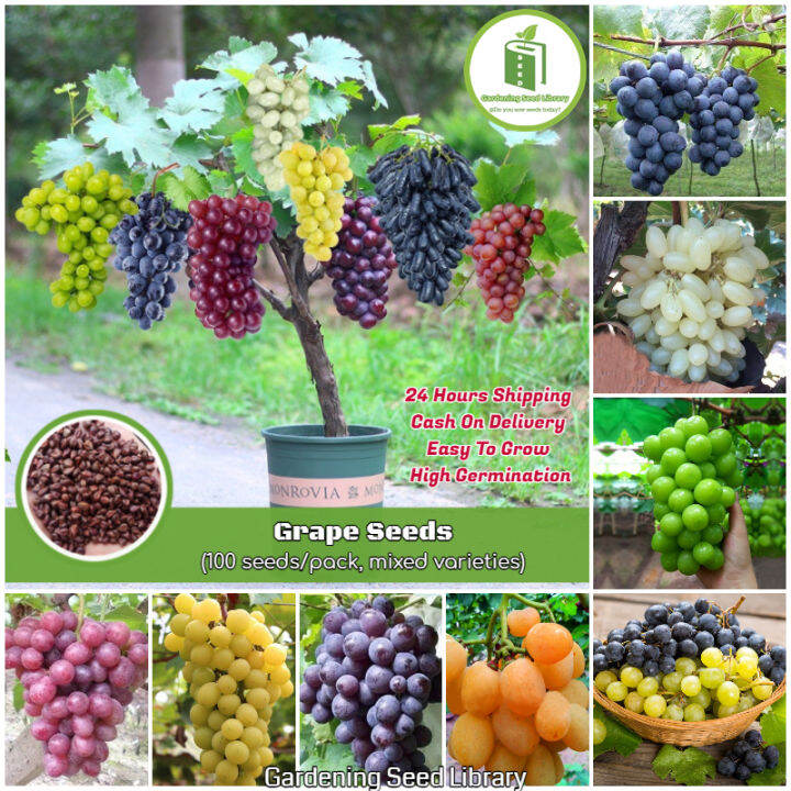 [COD Ready Stock] Buto ng ubas Sweet Grapes Seeds for Planting (100 ...