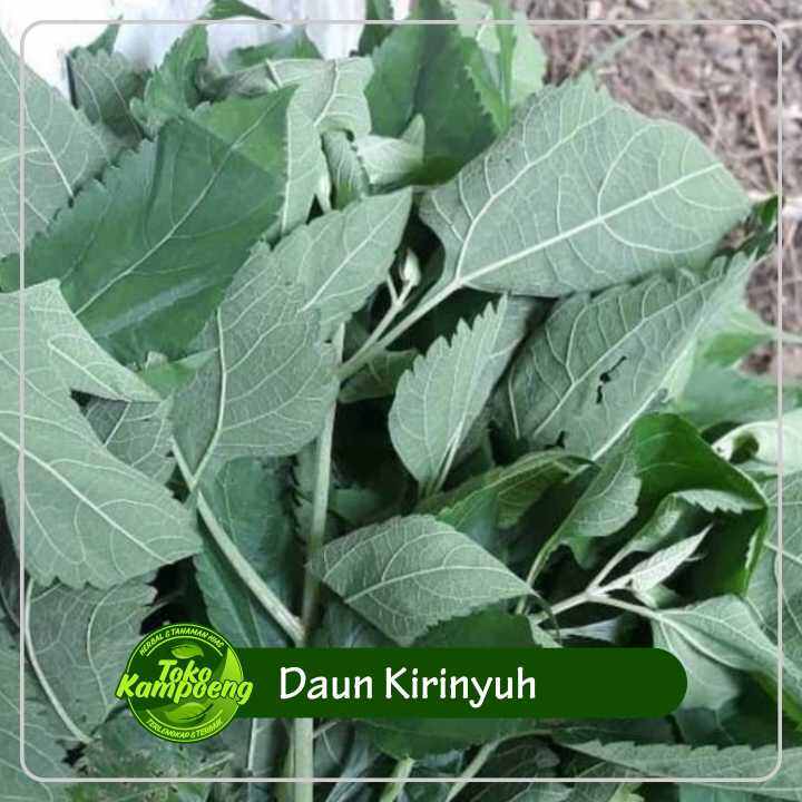 Herbal Daun Kirinyuh segar 100 gram / Eupatorium inulifolium Kunth ...