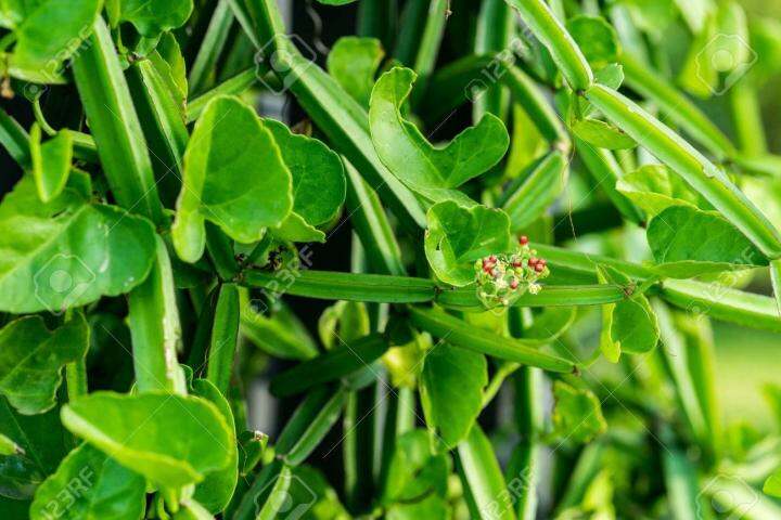 MM- Anak Pokok Katam seribu (Patah Tulang) Anak Pokok Tanaman Benih ...