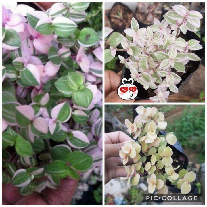 TURTLE VINES VARIEGATED (CALLISIA REPENS) | Lazada PH