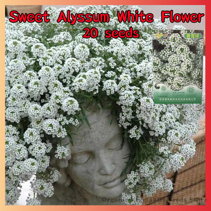 20 Seeds Rare Snow Crystals Flower Seeds for Gardening Sweet Alyssum ...