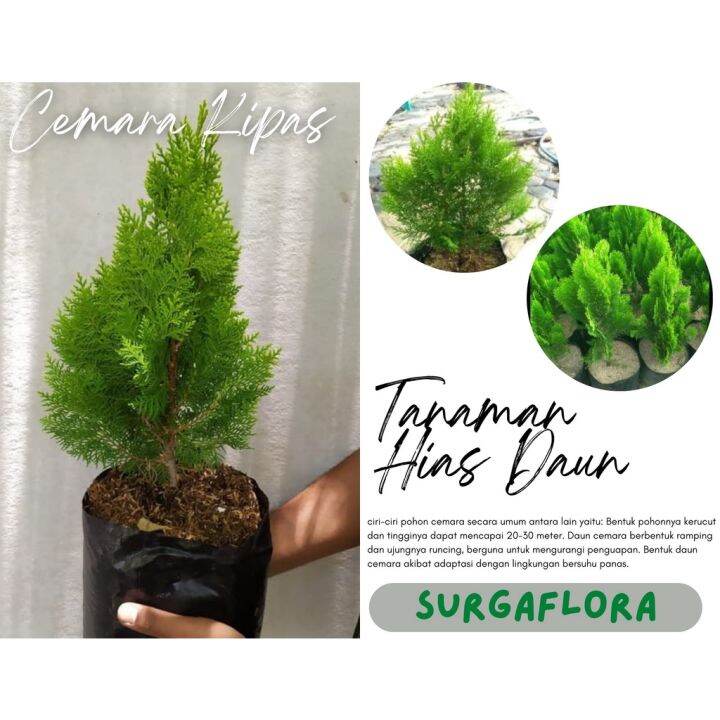 tanaman hias murah Cemara Kipas - pohon cemara hidup | Lazada Indonesia