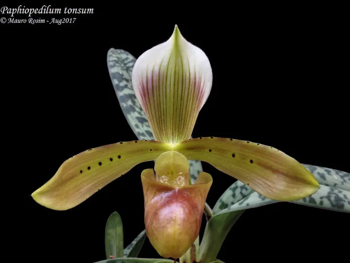กล้วยไม้รองเท้านารีทอนชัม Paphiopedilum tonsum ไม้พันธุ์แท้ ดอกสวย ...