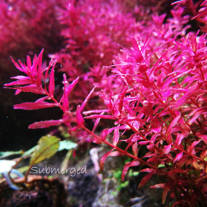 Rotala Macrandra Dwarf ( Mini Butterfly)迷你红蝴蝶/aquatic plant | Lazada