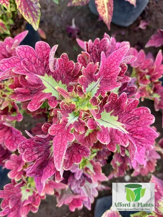 Mayana Coleus Curly Red Sunrise (Rare Mayana) with FREE plastic pot ...