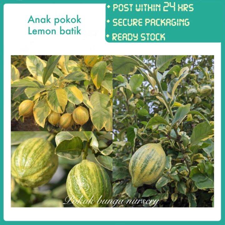 PBN - anak pokok lemon batik - pokok bunga nursery eureka pink fleshed ...