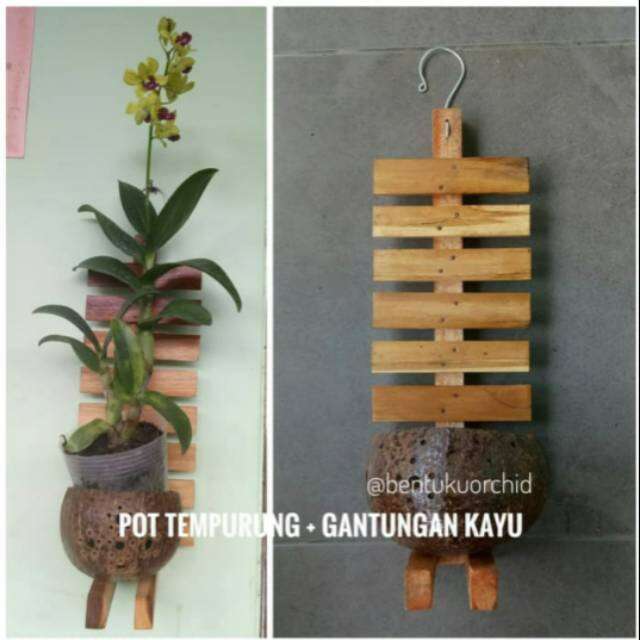 Pot Tempurung Tempel Dengan Kayu dan Tali Tipe A /Pot Tanaman/Pot ...