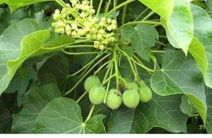 Tuba Tuba plant Seeds 3pcs | Lazada PH