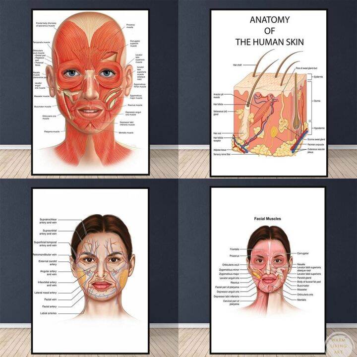 Educational Anatomy The Human Skin poster Face Anatomy muscle Detailed ...