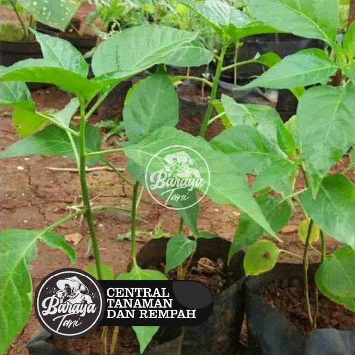 Bibit Cabe Rawit Super Pedas Cabe Gunung BARAYA TANI | Lazada Indonesia