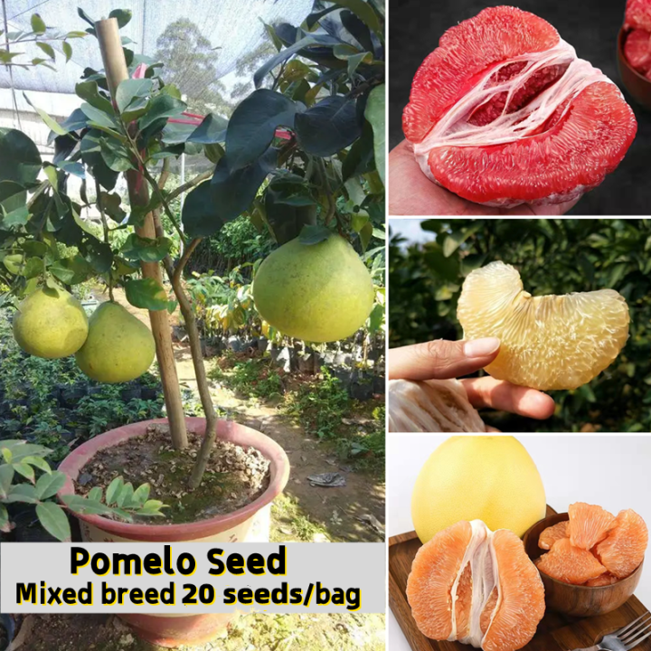 [Easy To Grow In The Philippines] 20pcs Pomelo Seeds Fruit Seeds for Planting Very Juicy and ...