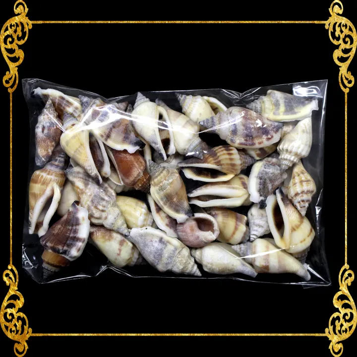 Tingi Pack Sicad Little Bear Conch Ordinary | Lazada PH