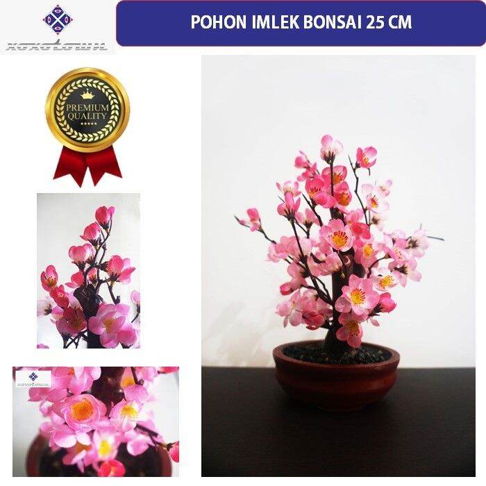 Pohon Imlek Bonsai 25 Cm | Lazada Indonesia