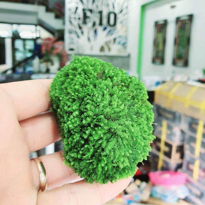 Đá Rêu MiniFiss - Mini Fiss Viên Thuỷ Sinh - Rêu minifiss bám đá ...