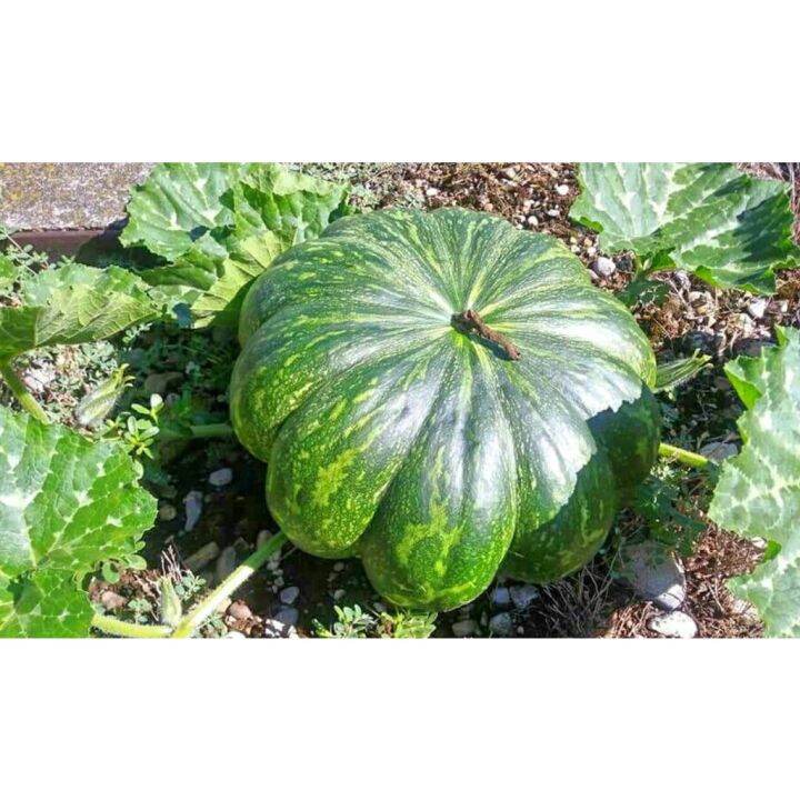 buy two get five free kalabasa / pumpkin / squash seeds - condor ...