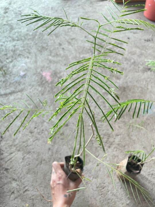 ต้นพันธุ์ ชะอมเพาะเมล็ด ใช้ทำกับข้าวหรือมจิ้มน้ำพริกก็อร่อย พร้อมปลูกใน ...