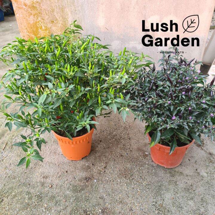 Chili Plant Hot/ Pokok Cili Api 辣椒树 150mm Pot Edible Live Plant ...