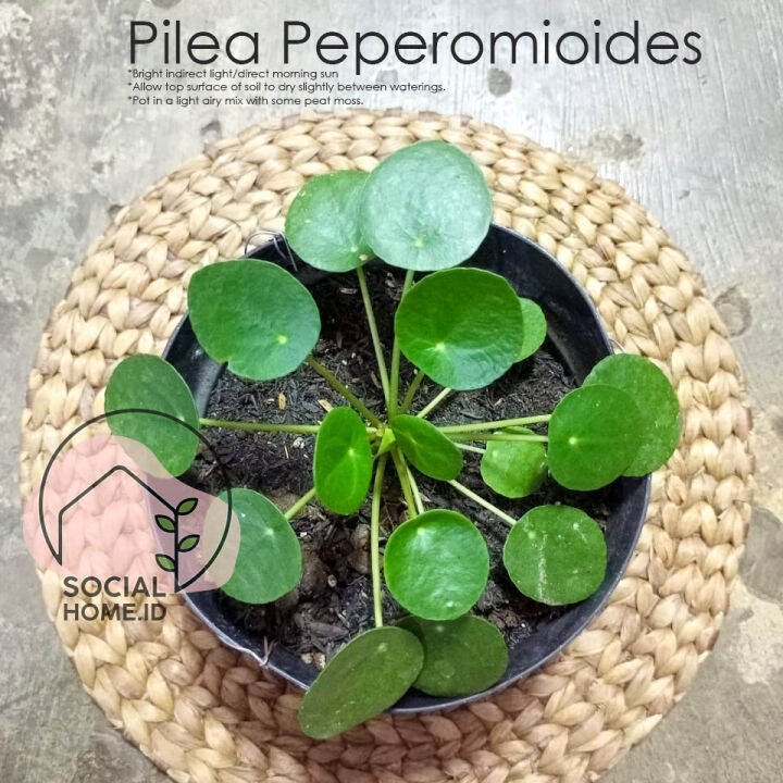 Tanaman Hias Pilea Peperomioides, Chinese Money Tree | Lazada Indonesia