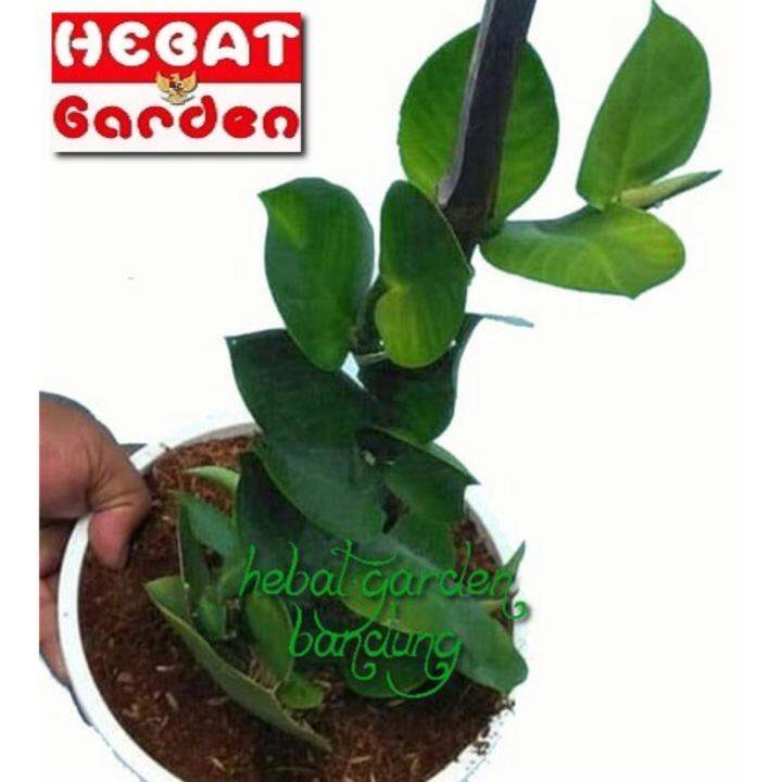 Tanaman Climbing dollar besar - ficus dollar | Lazada Indonesia