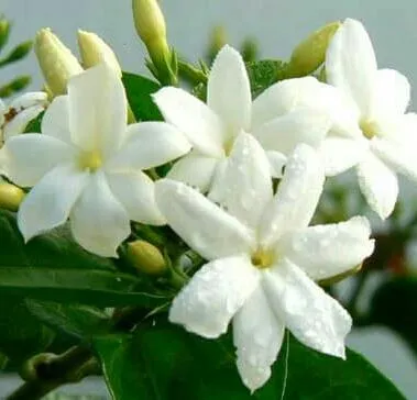 tanaman hias melati wangi melati jawa Hijau Taman | Lazada Indonesia