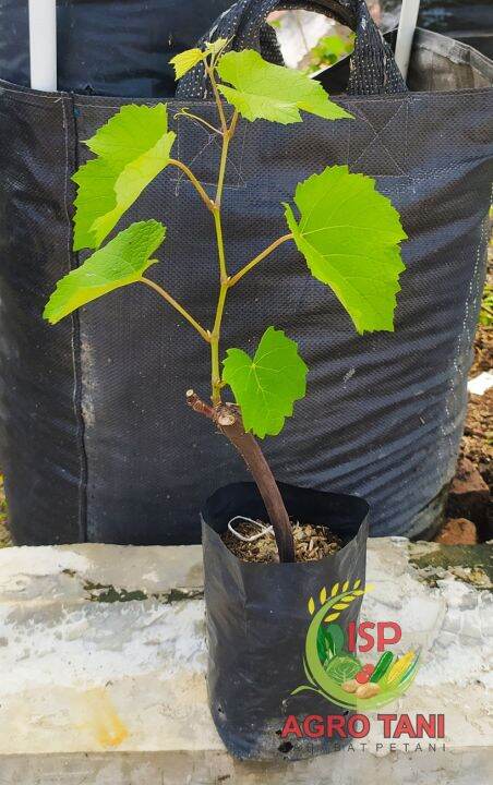 Bibit anggur lokal Isabella biasa untuk rootstock atau batang bawah ...