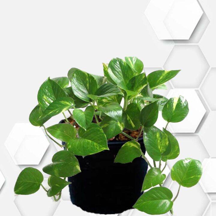 tanaman hias sirih gading belanda | Lazada Indonesia