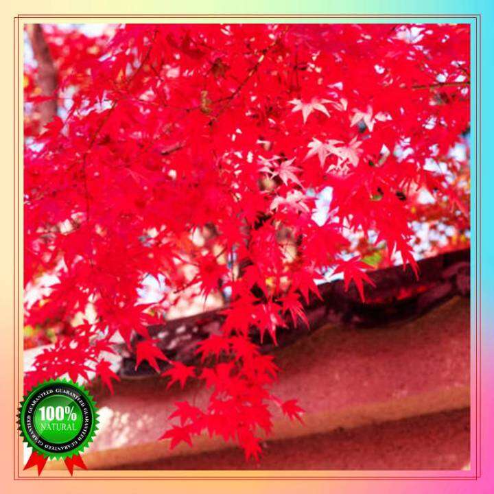 Fast Germination 100 seeds maple tree seeds Potted Live Plants seeds ...