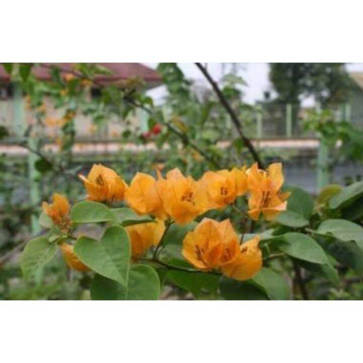 BUGENVIL ORI BUNGA KUNING(GOLDEN RUSH)/ASLI DARI BATANG | Lazada Indonesia