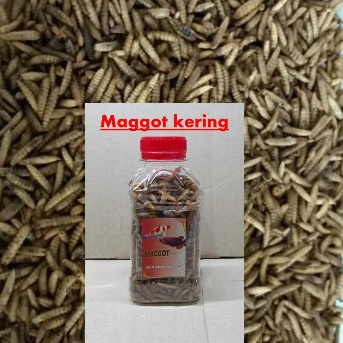 Maggot super untuk pakan ikan channa / predator 100% original | Lazada ...