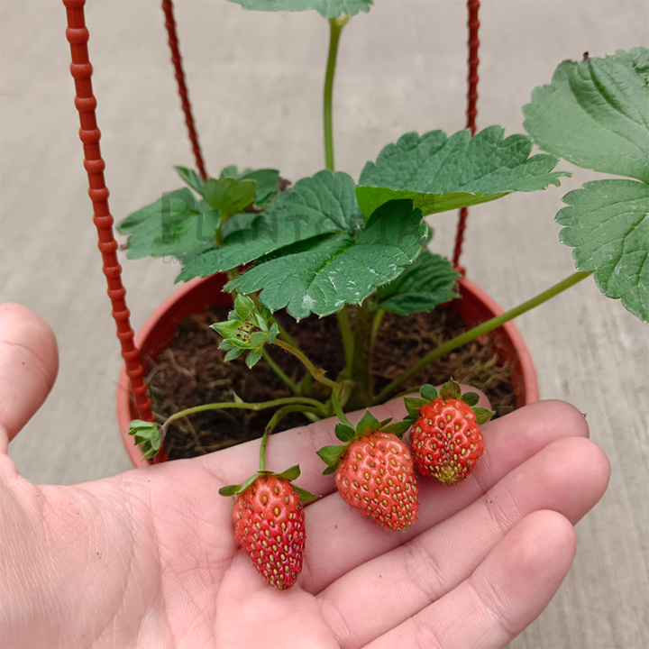 [Plantopia] Strawberry 草莓 | Fruiting Plant | 水果植物 | Pokok Hidup | Lazada