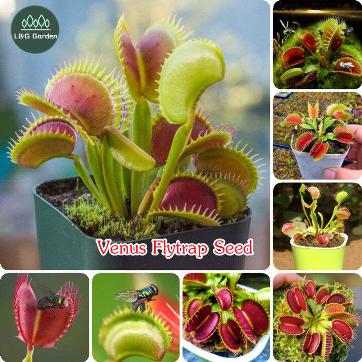 50PCS Venus Flytrap Seeds for Planting Bonsai Carnivorous Plant Seeds ...