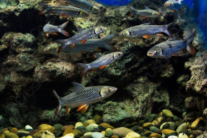 Ikan BARU Ikan Jelawat / Sultan Fish Fry / 苏丹鱼苗 (1 ekor = 1inch = 2.5cm ...