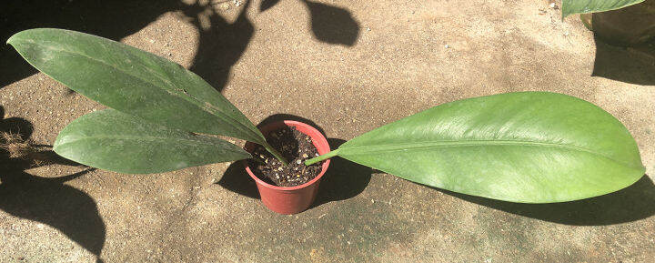 Philodendron linnaei sitting princess live aroid plant large specimen ...