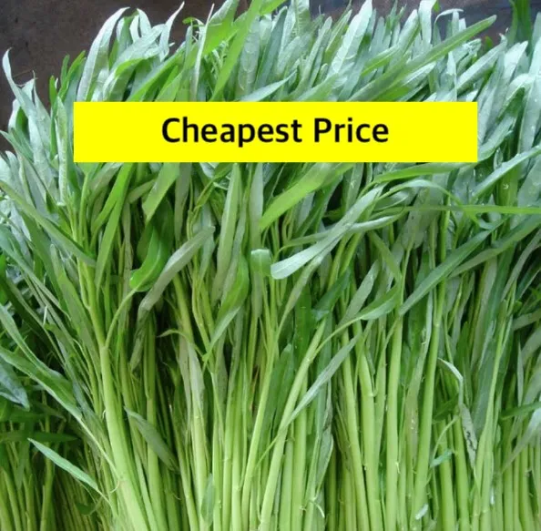 Chinese Kangkong 3grams 50-70 pcs Seeds Taniya / Upland Kang kong ...
