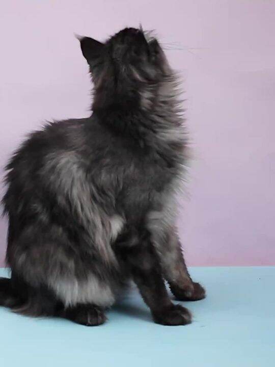 HiDREAM Elizabeth Ring Dog ปลอกคอแมวปลอกคอแมวกันน้ำ Elizabeth Cat Ring ...