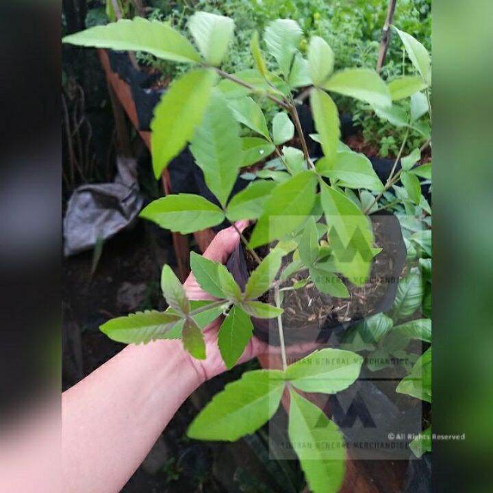 Lagundi seedlings Vitex Negundo Big Size | Lazada PH