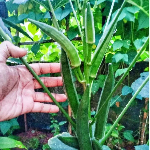 🔥Buah Lebat🔥 Biji Benih Bendi Hijau/Okra | Lazada