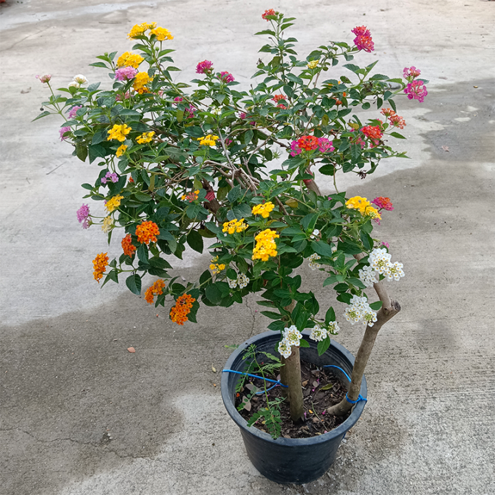 [Plantopia] Lantana 馬纓丹 | Pokok Bunga Hidup | Outdoor Flower Plant | Lazada