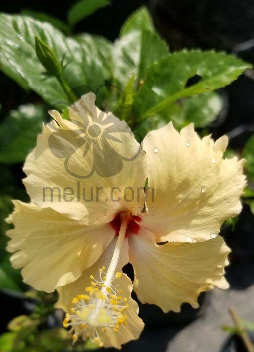 MM - Light orange Hibiscus cutting / Keratan Bunga raya oren muda | Lazada