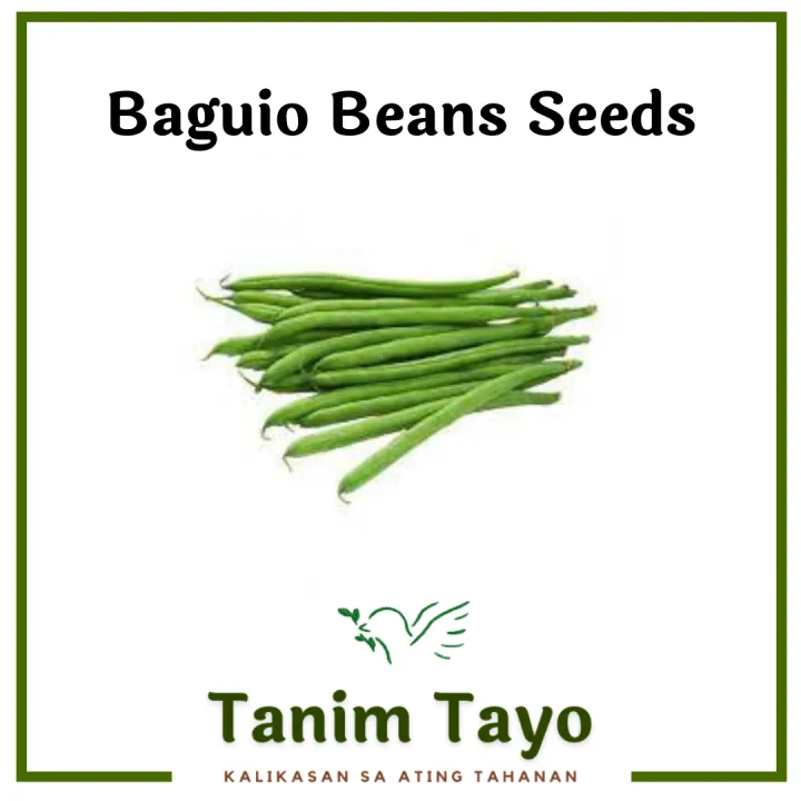 TanimTayo.PH Baguio Beans Seeds for Planting Premium Quality High ...