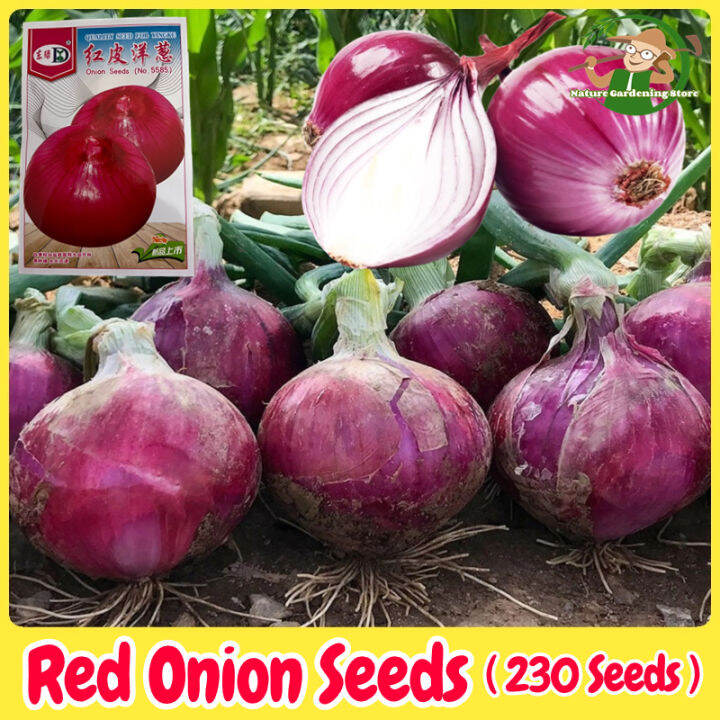 Fresh Organic Red Onion Seeds for Planting (230 Seeds) High Yield ...