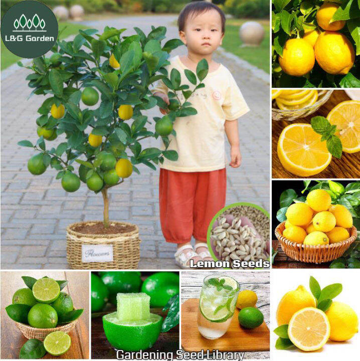 Lemon Seeds for Planting (40-50 Seeds) Bonsai Fruit Tree Seeds Dwarf Lemon Plant High ...
