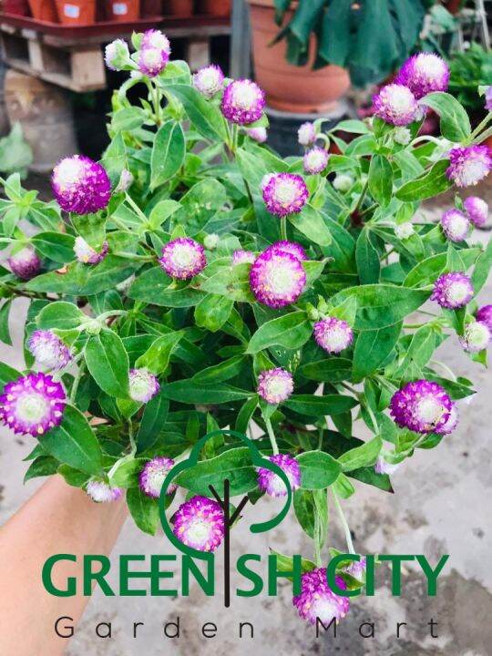 GNC - Gomphrena Pink Live Plant Pokok Bunga Outdoor Button Flower Bunga ...