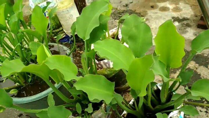 Tanaman Genjer Sawah Tanaman Genjer Sayur Tanaman genjer Sawah Gendot ...