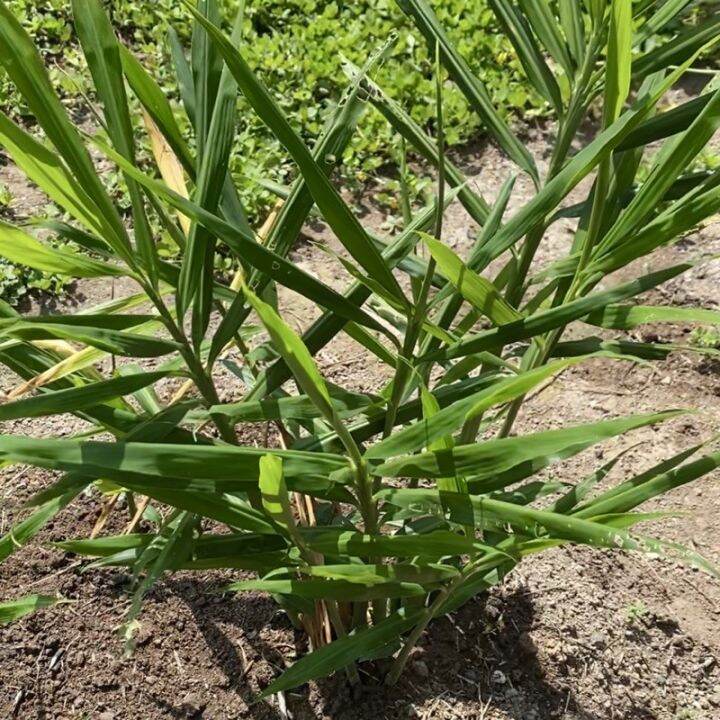 100% ORIGINAL POKOK HALIA BENTONG | BENTONG GINGER PLANT | ZINGIBER ...