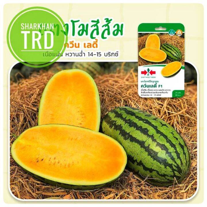 Mini Pack 25 Seeds QUEEN LADY F1 Biji Benih Tembikai Kuning Torpedo ...