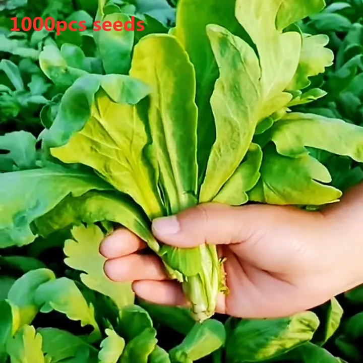 buy one get one free, 50 seeds (not plants)/bag Large leaf ...