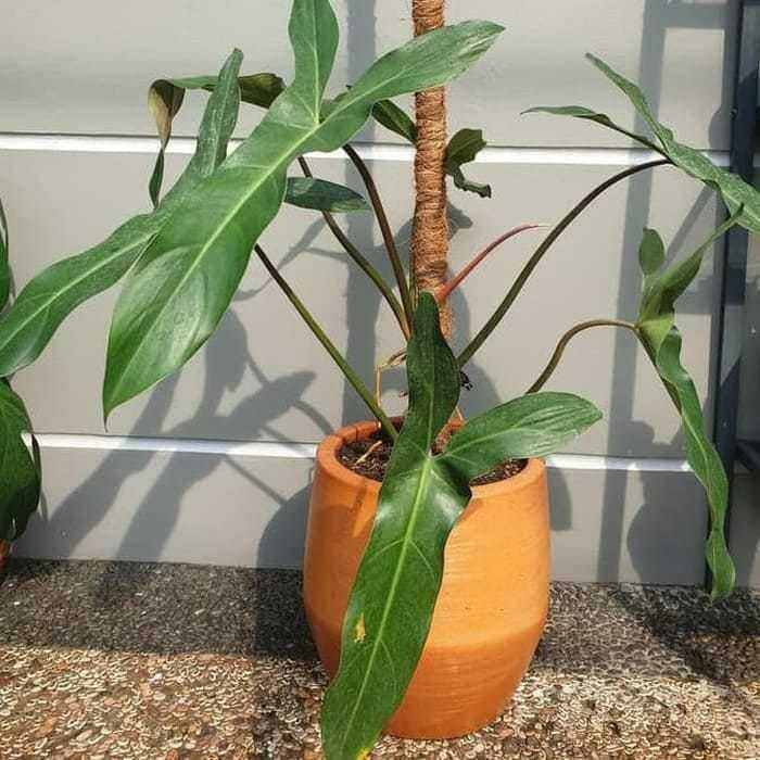 PHILODENDRON MEXICANUM - PHILODENDRON MERCY/ LONGILOBATUM ( UKURAN ...