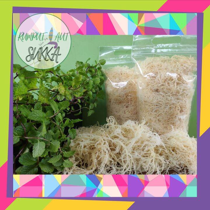 Rumput laut kering normal 1kg kemasan premium | Lazada Indonesia